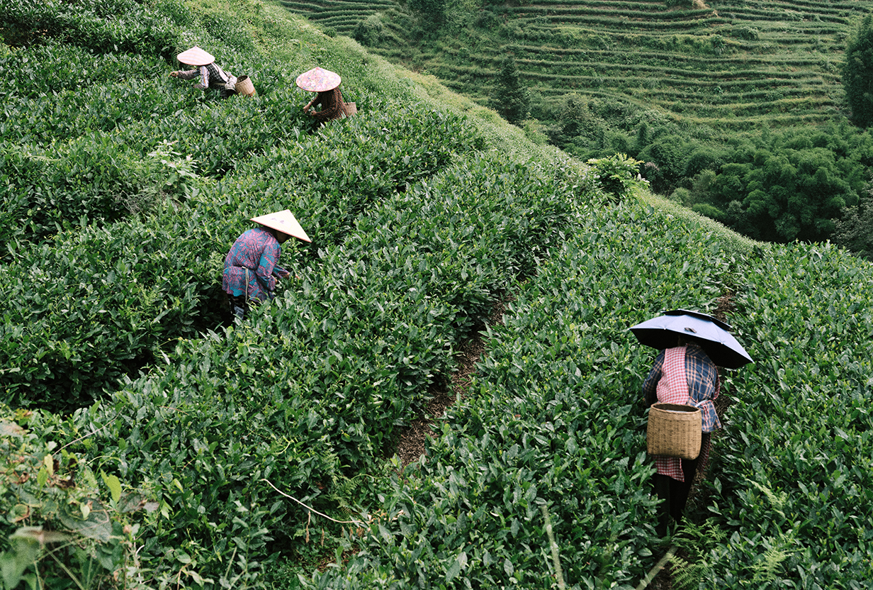 Why Choose Us – Mollytea